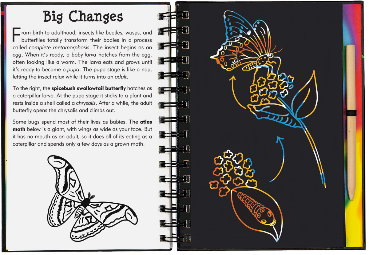 Scratch and Sketch: Bugs – Outside the Lines Art Gallery